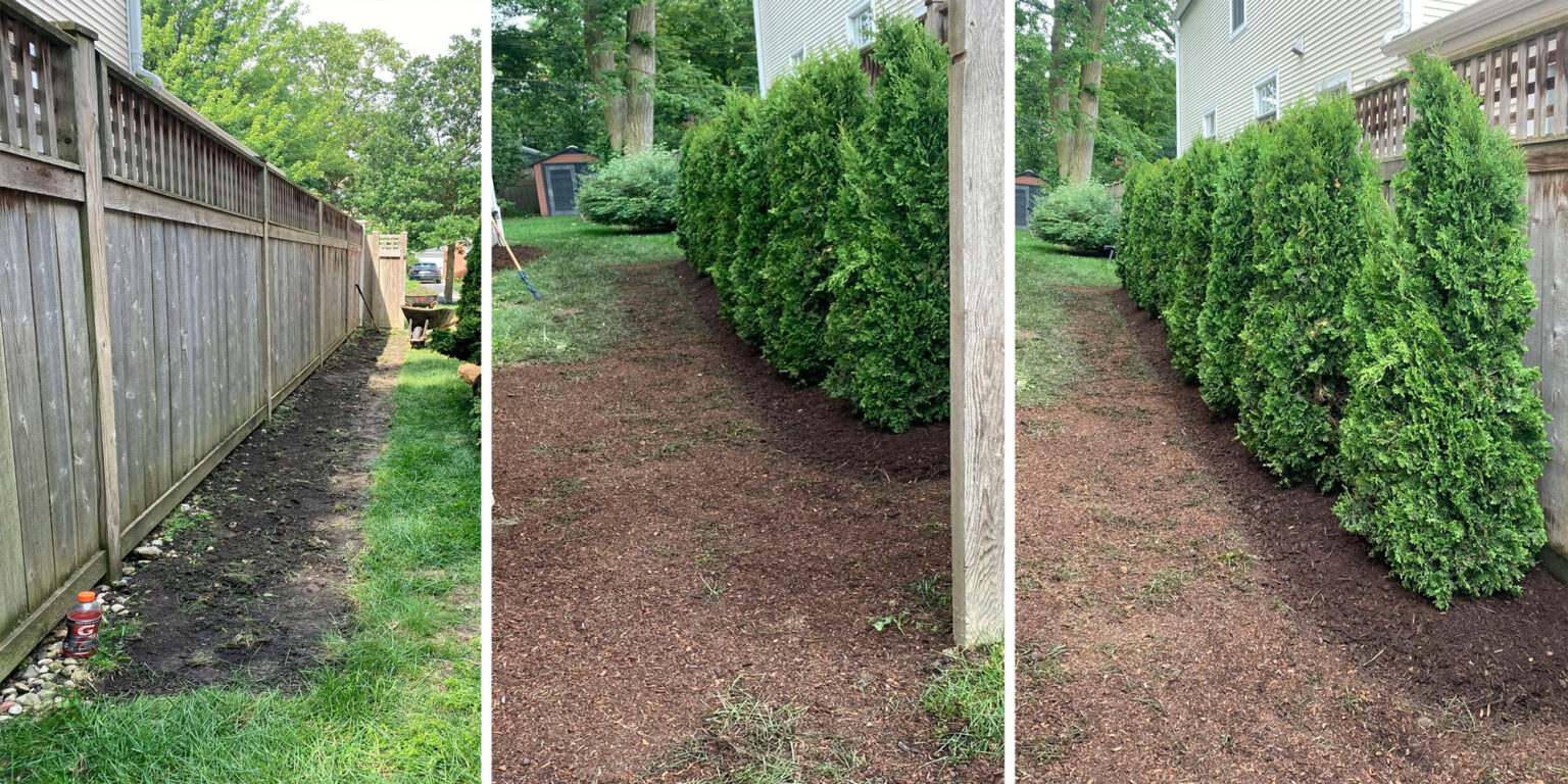 Best Arborvitae Varieties for Privacy in Winnetka & Wilmette